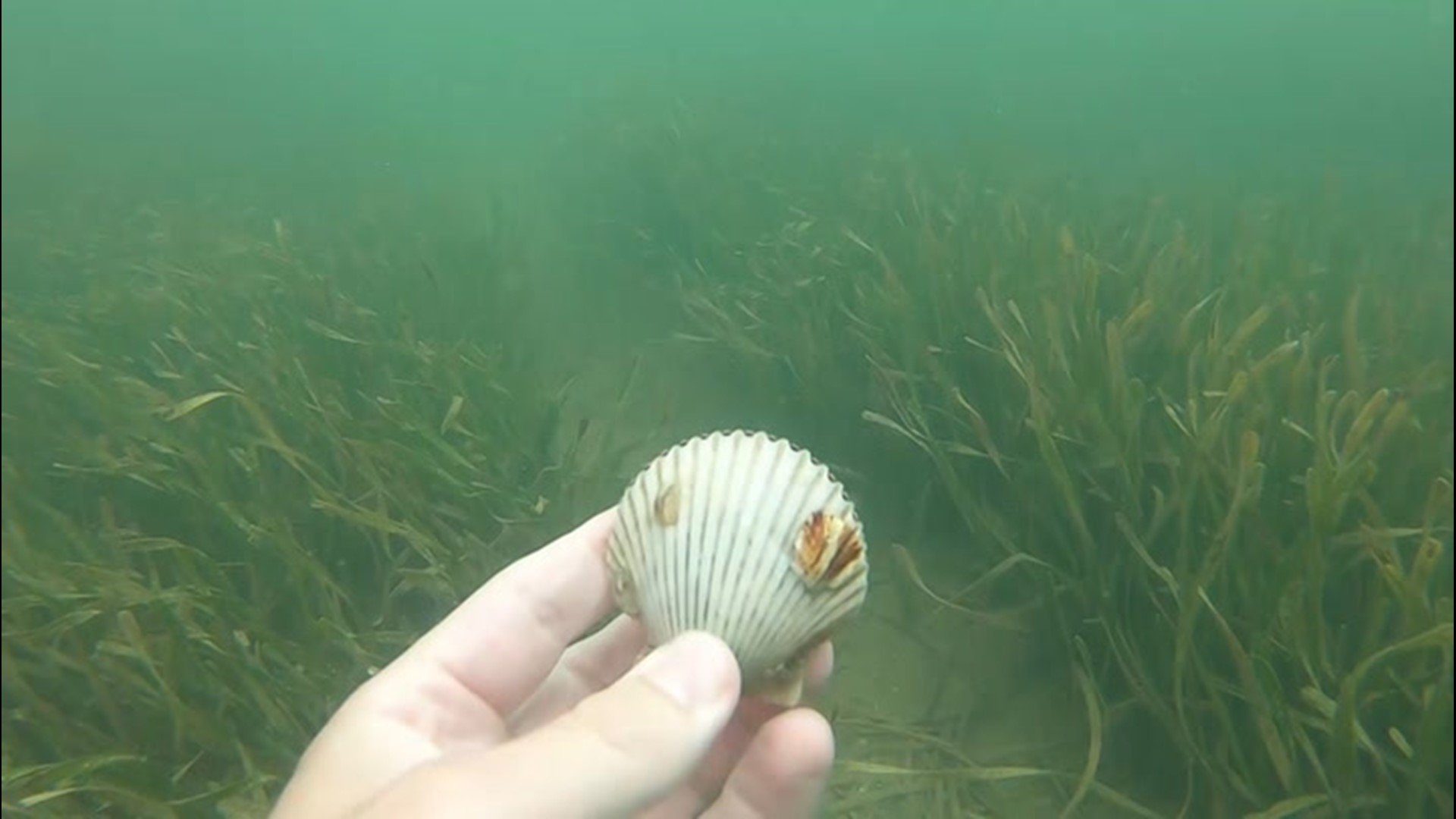 Florida's bay scallop season starting | wcnc.com