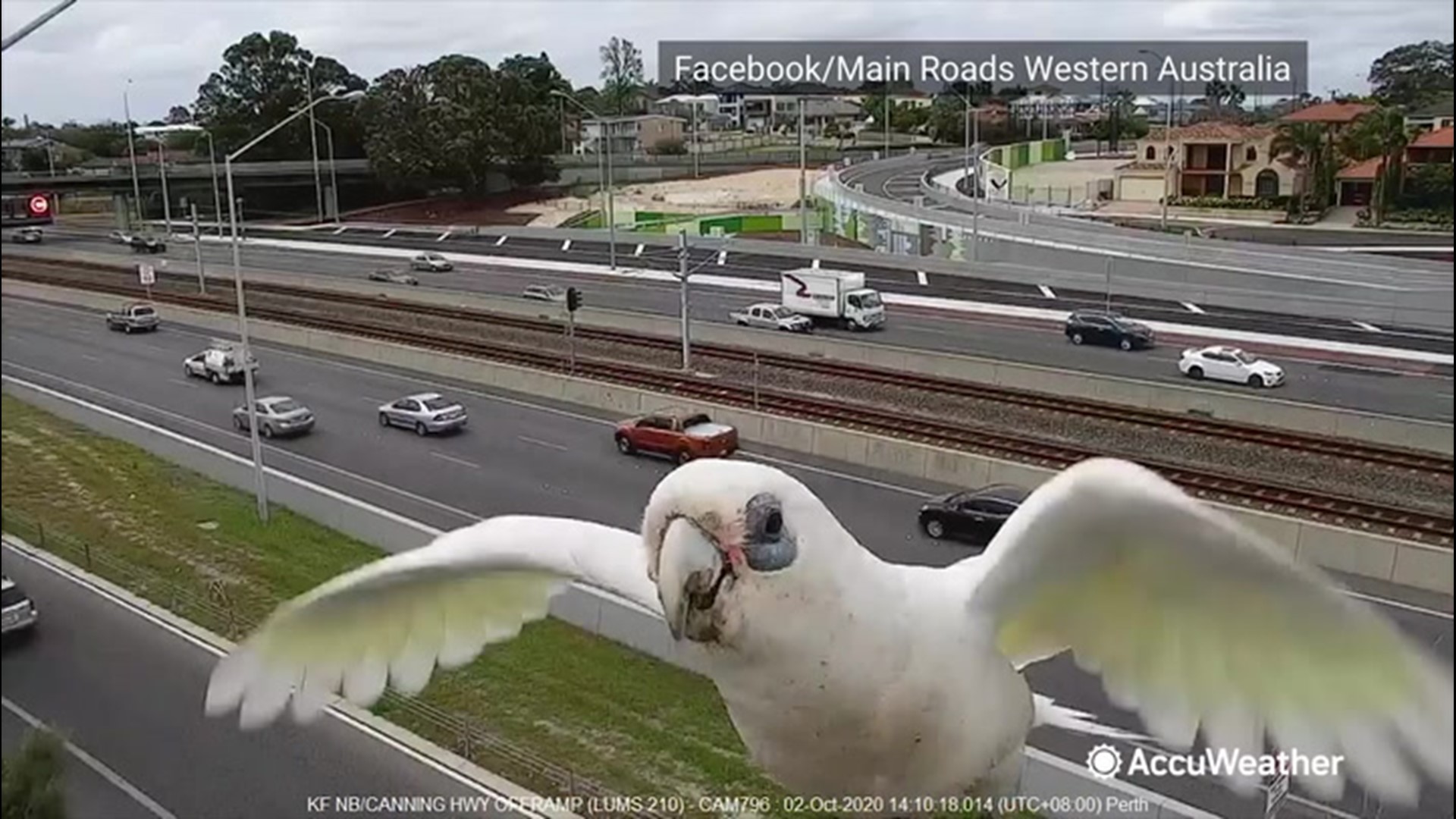Friendly bird says hello to a traffic camera in Australia | wcnc.com