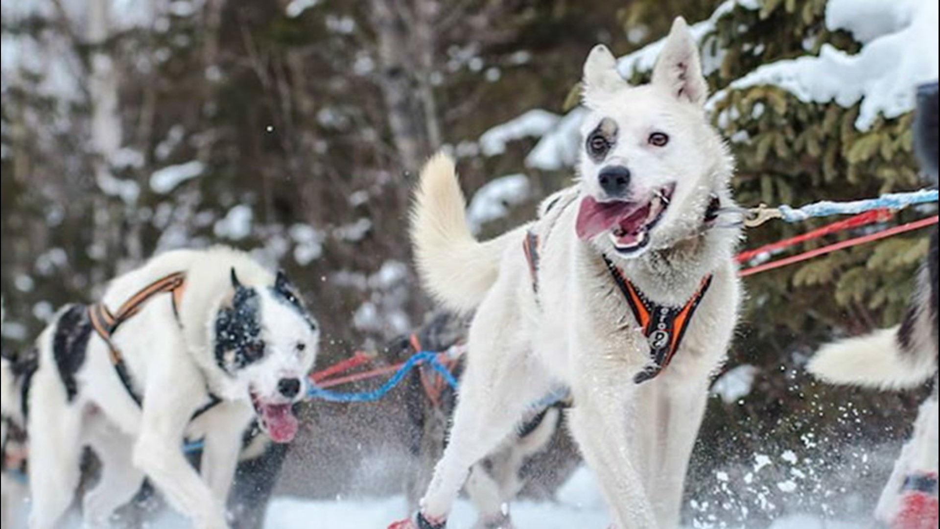 Iditarod dogs will make you smile | wcnc.com