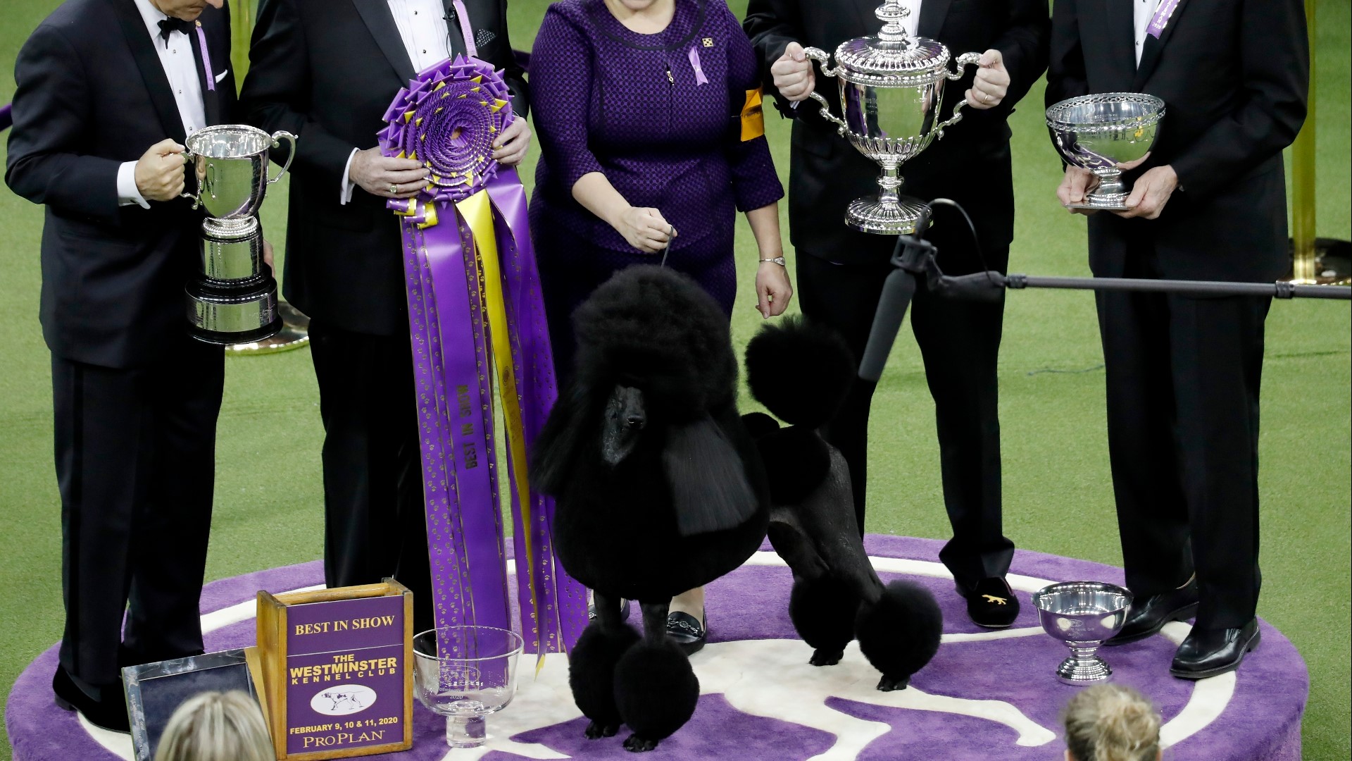 Siba the standard poodle wins best in show at Westminster | wcnc.com