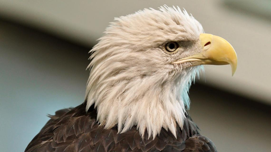 What is the official US bird? Bald eagles finally get formal credit in ...