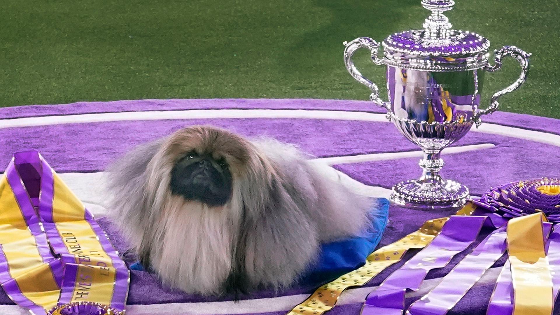 Westminster Kennel Club dog show: When is it? How many dogs compete ...