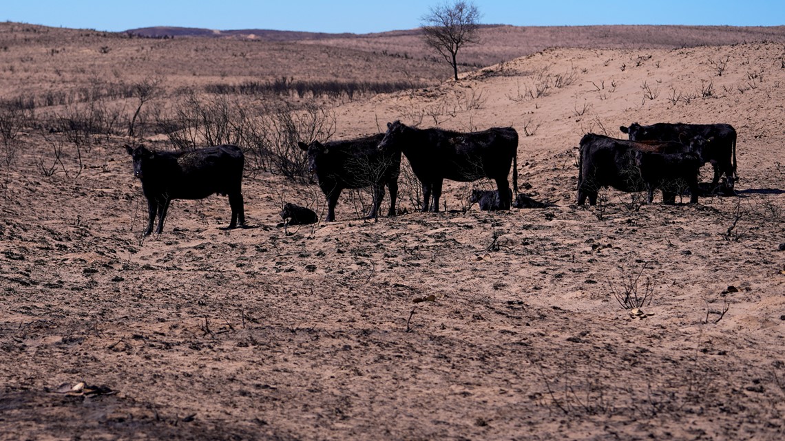 Ranchers begin clearing dead cattle after Texas wildfires | wcnc.com