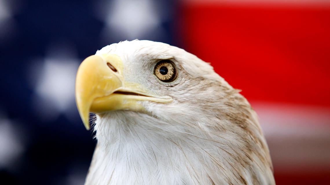Bald eagle recognized as national bird of the US | wcnc.com