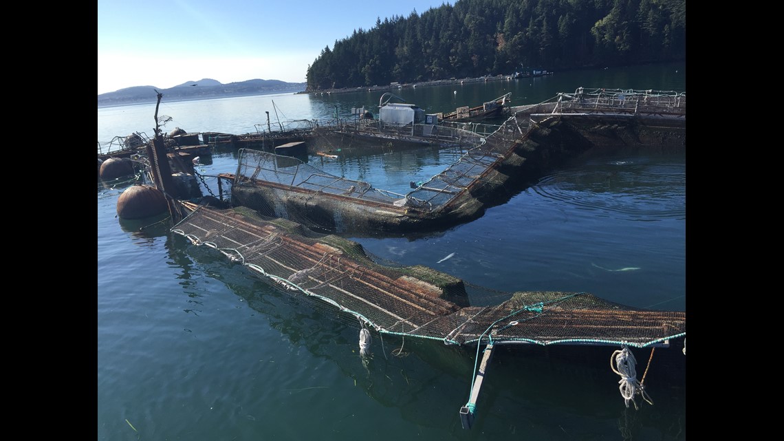 Lummi Nation declares state of emergency after salmon spill | wcnc.com