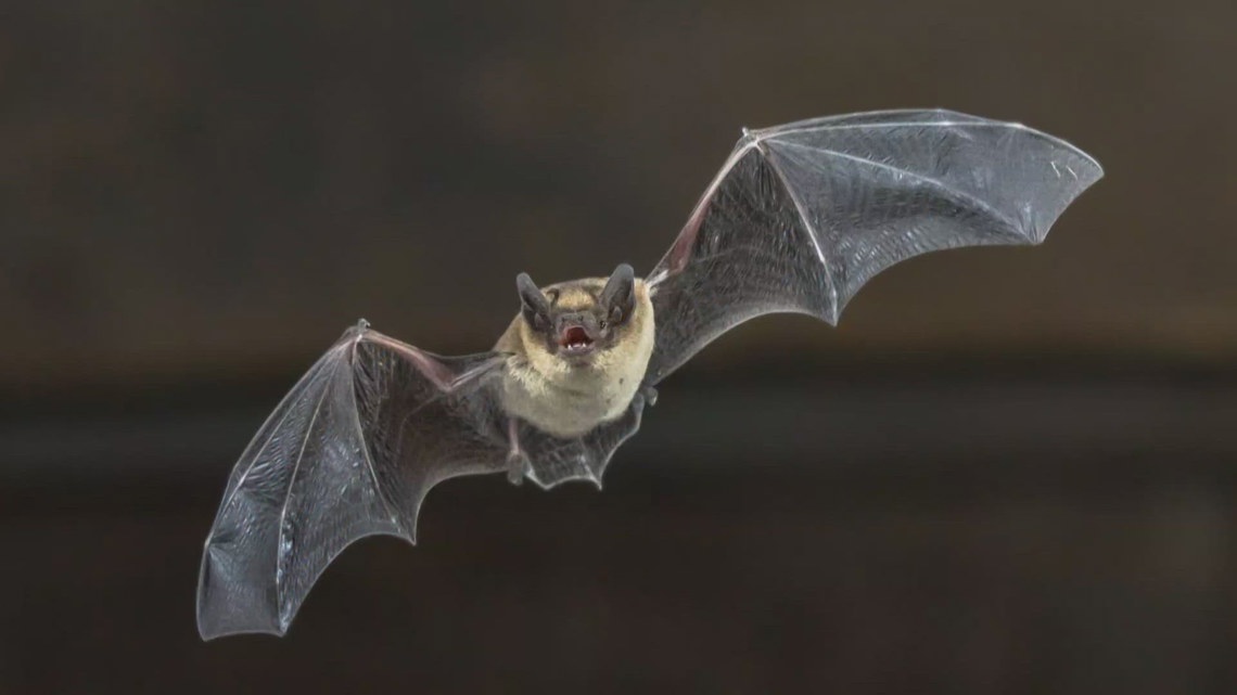 North Carolina prison inmates treated for rabies after bat gets into ...