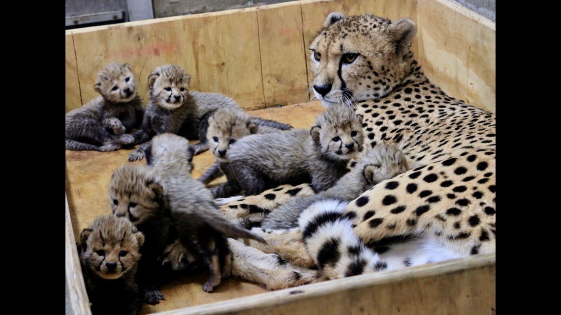 8 cheetah cubs born at St. Louis Zoo | wcnc.com