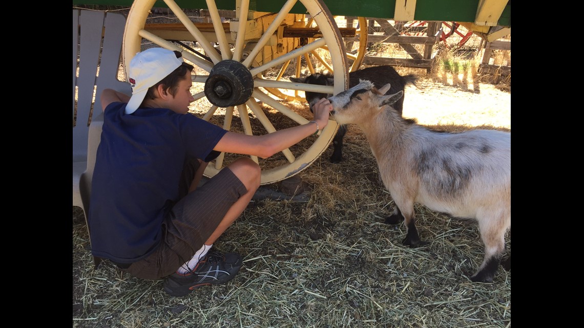 Pygmy goats help autistic boy learn to talk, care, and love | wcnc.com