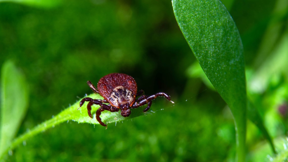 Fast facts about ticks | wcnc.com