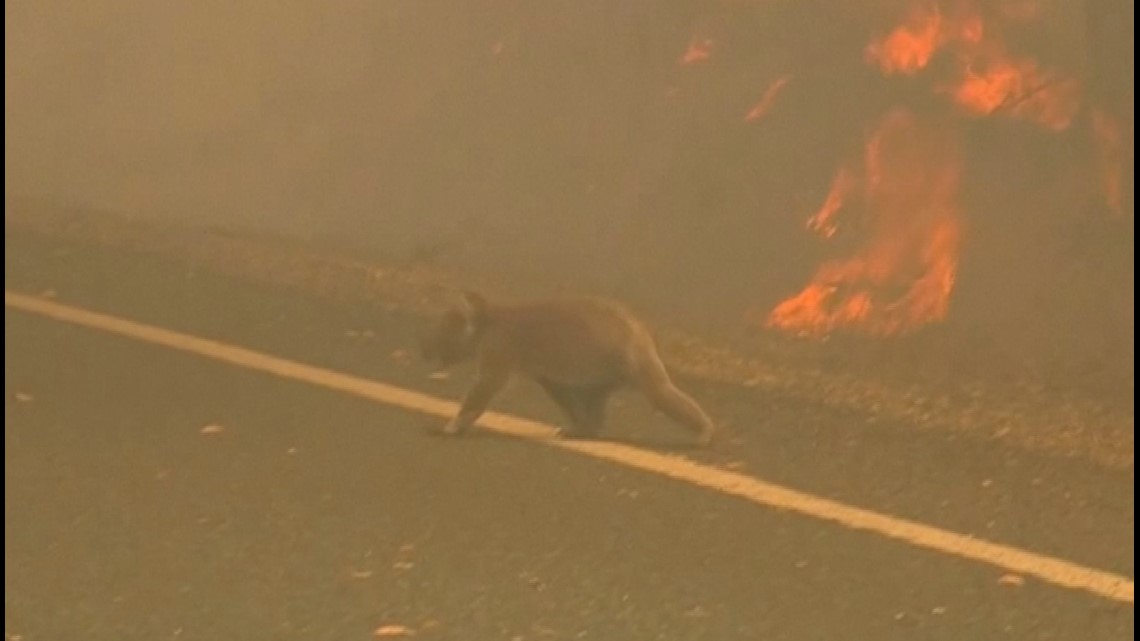 Watch: Woman races into Australia wildfire to save koala | wcnc.com
