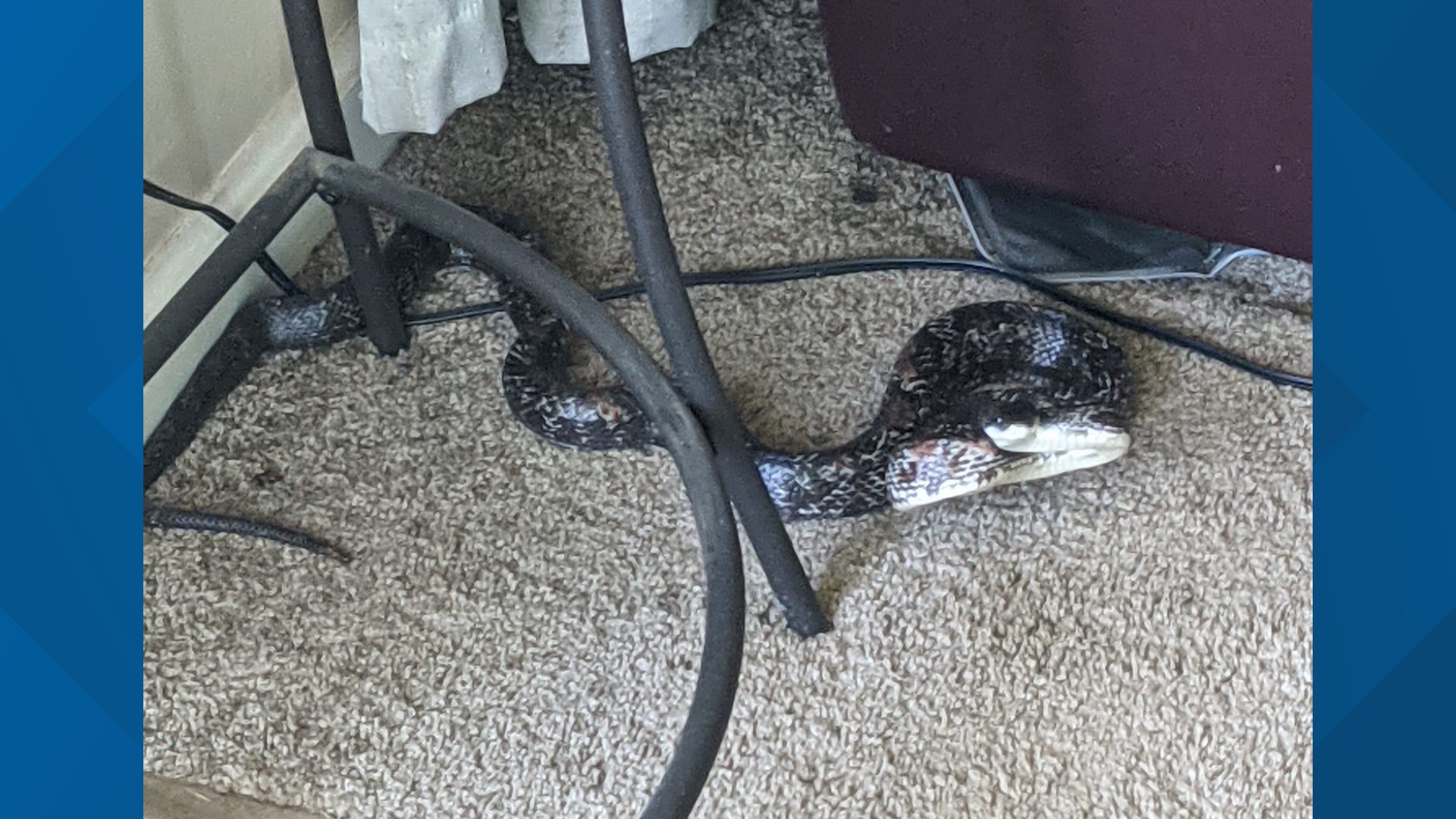 Snake Safety: What to do if you find a snake in your home | wcnc.com