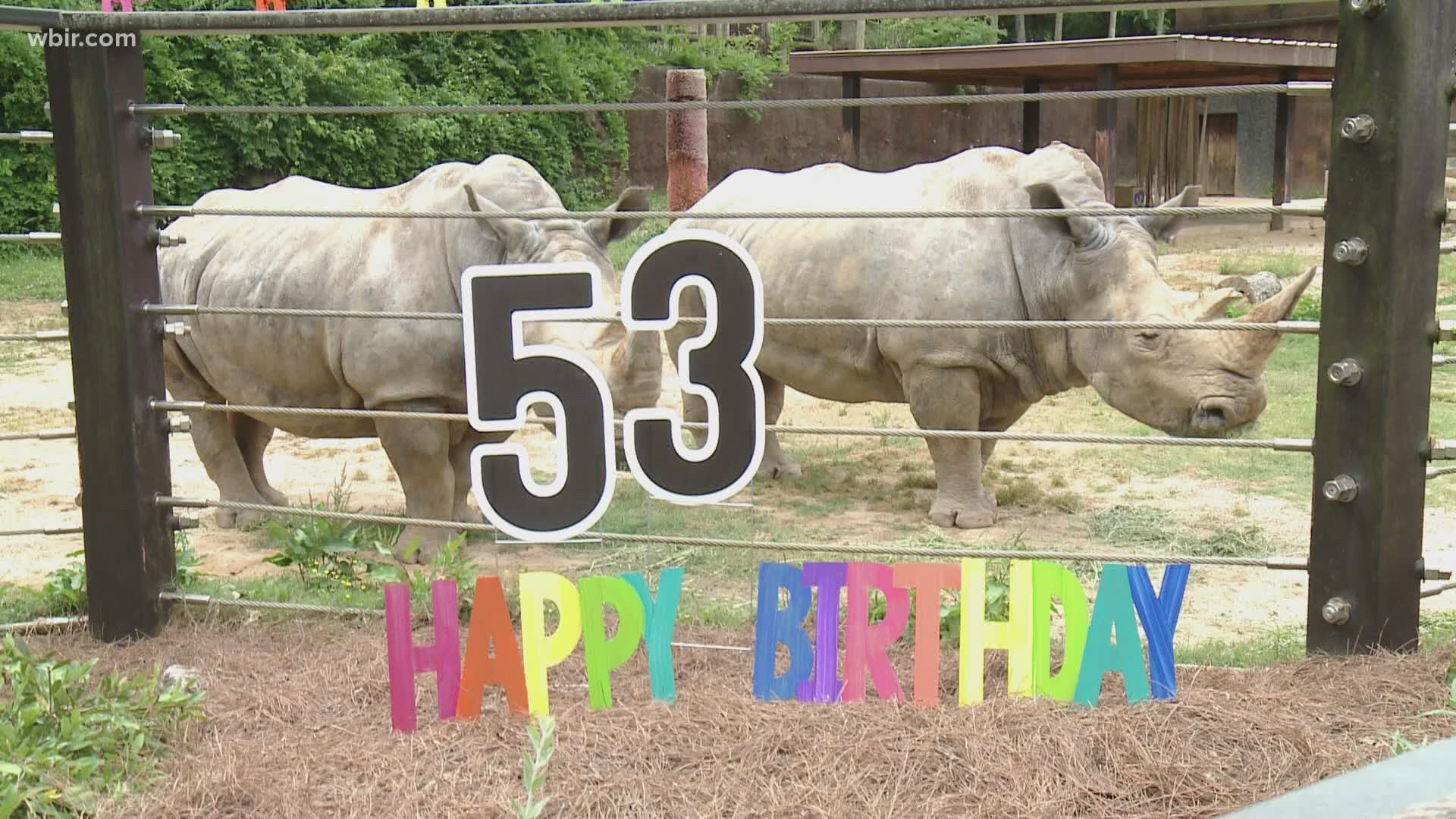 Zoo Knoxville rhinos Dolly and Polly celebrate 53rd birthdays with ...