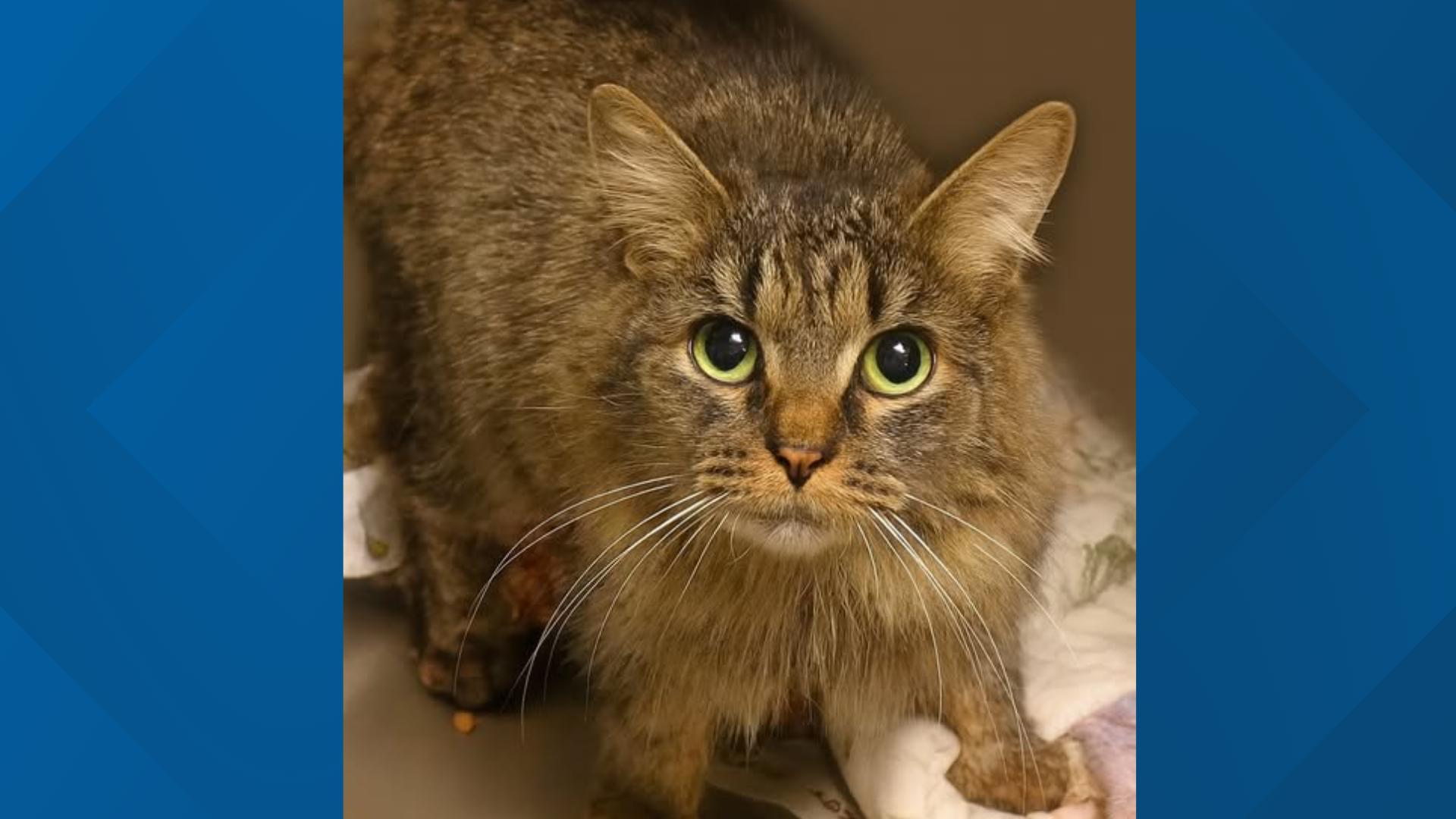 Huntersville police to increase patrols in Birkdale Village after rise ...