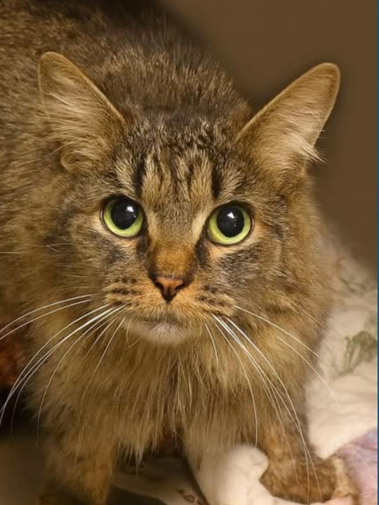 Huntersville police to increase patrols in Birkdale Village after rise ...