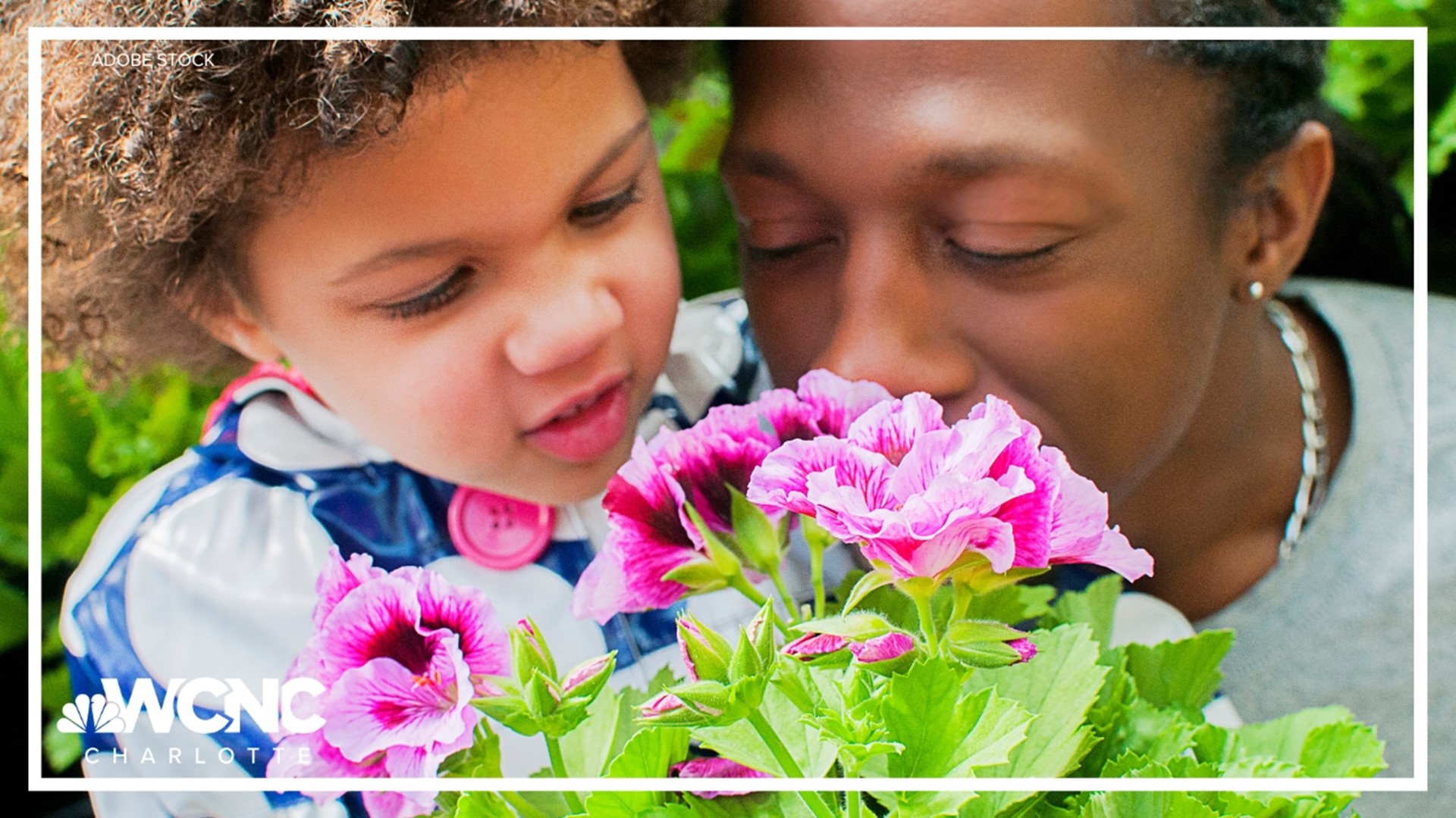 Fossil fuels, pollution changing they way flowers smell | wcnc.com