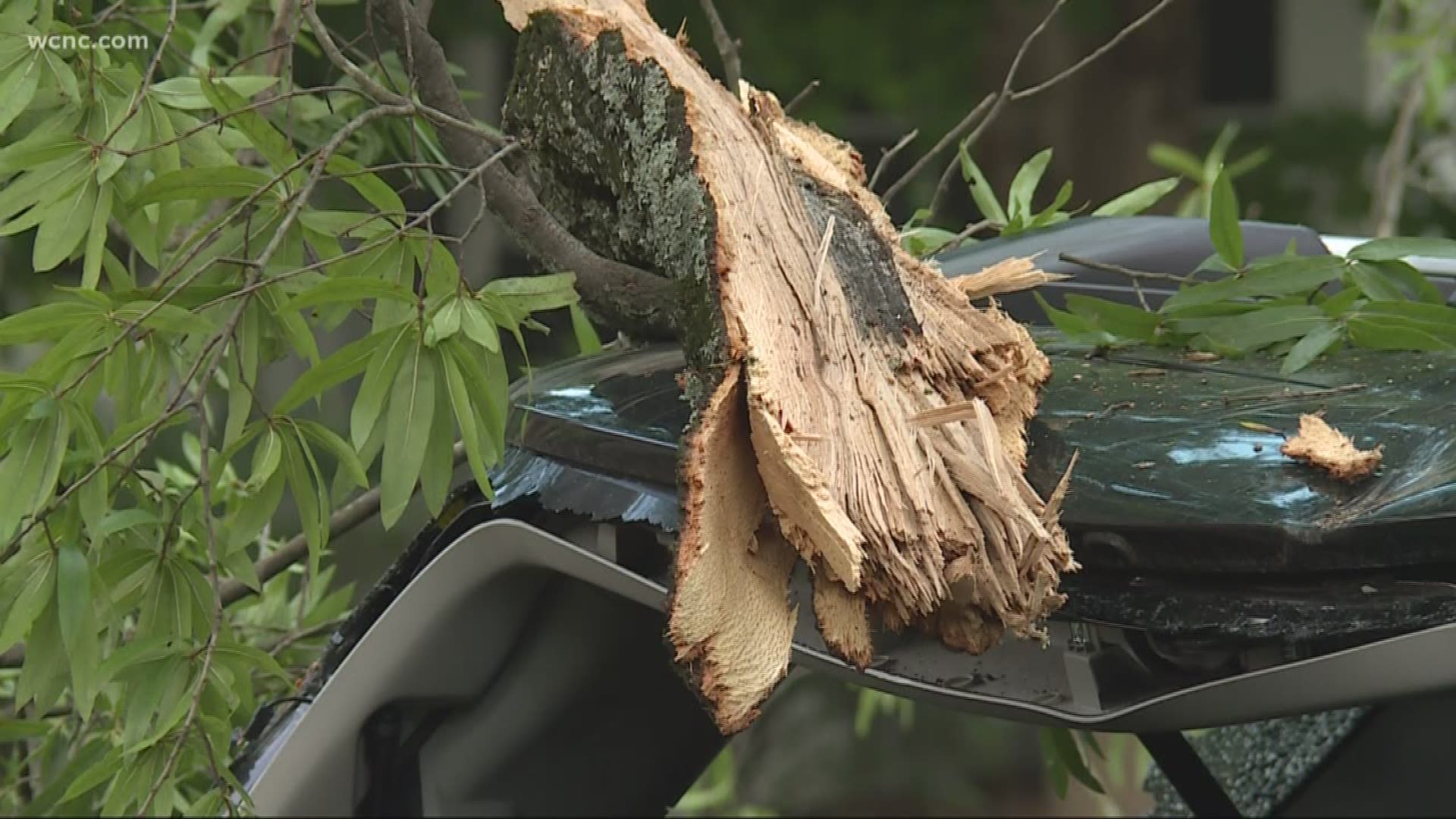 Large tree branch falls on car with mom and two kids inside | wcnc.com