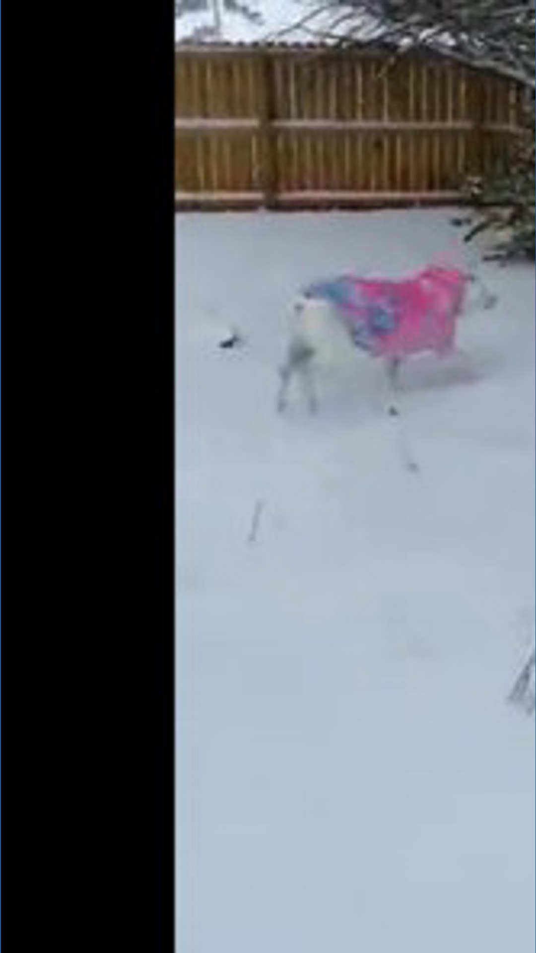 Snow puppy (Poko pup) | wcnc.com