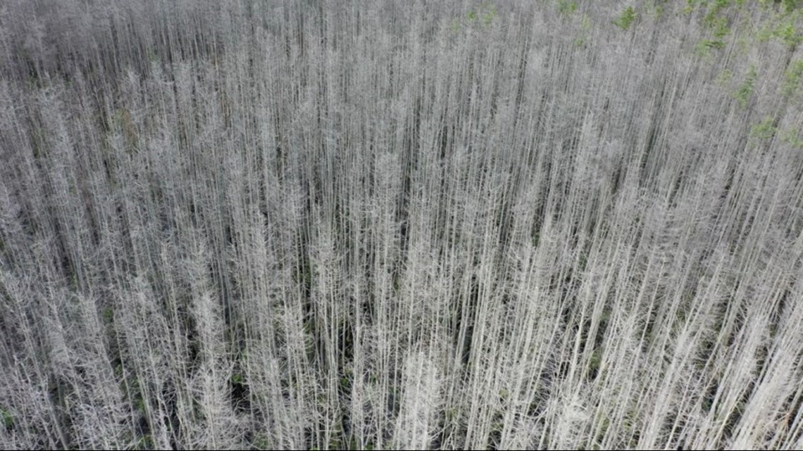 Ghost forests popping up along US East Coast | wcnc.com