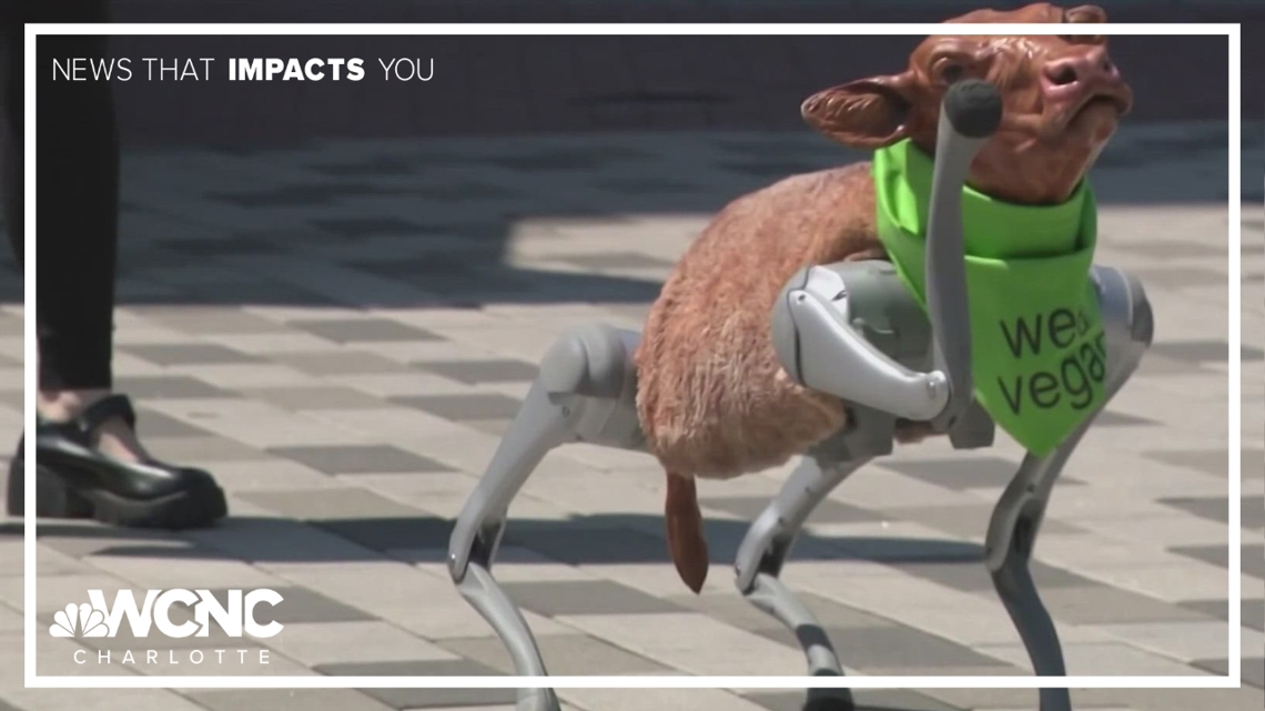 AI powered robotic cow designed by PETA approaches people in SC | wcnc.com