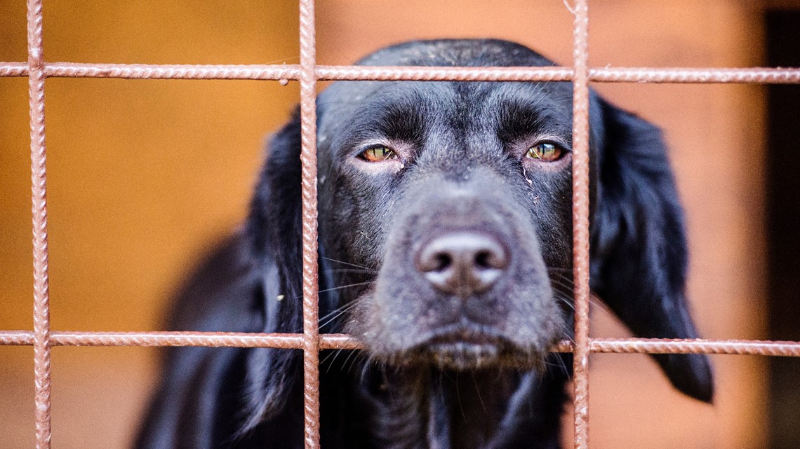 North Carolina animal rescue taking in pets from Dorian | wcnc.com