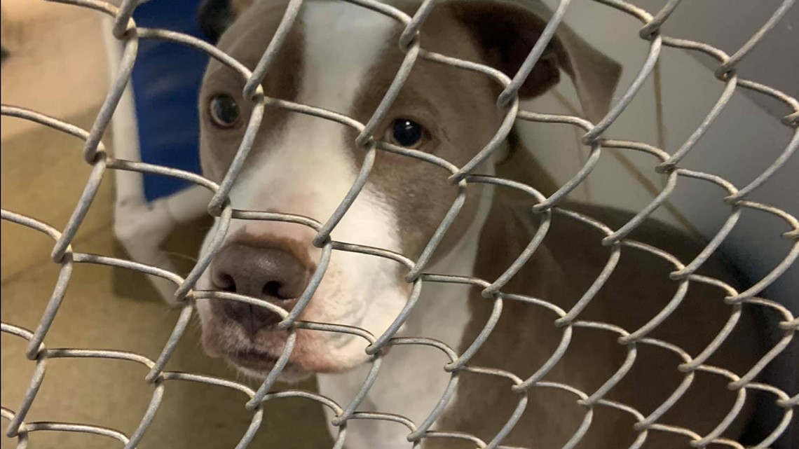 Charlotte animal shelter offers pet staycations during holidays | wcnc.com
