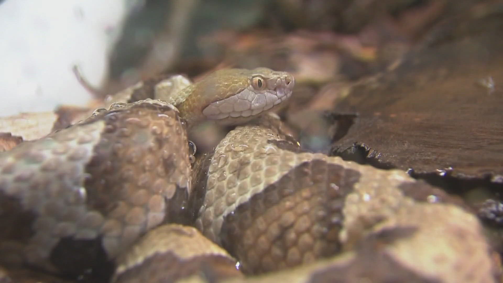 Lake Wylie among the most snake-infested lakes in SC | wcnc.com