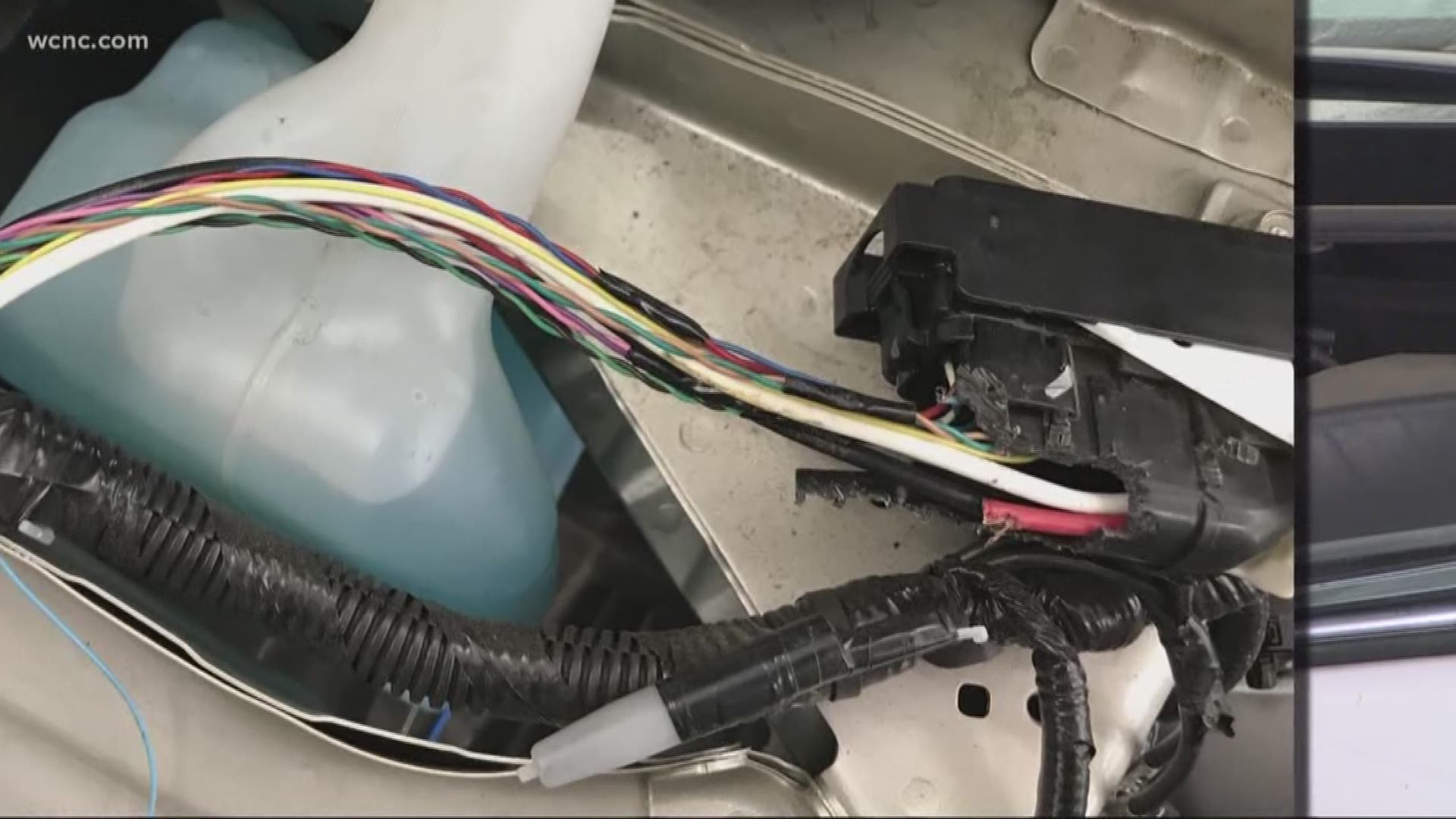 Rodents can't resist the wiring inside cars | wcnc.com