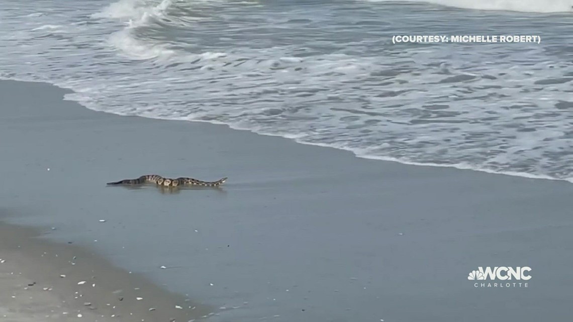Snake spotted along shore of Myrtle Beach State Park | wcnc.com