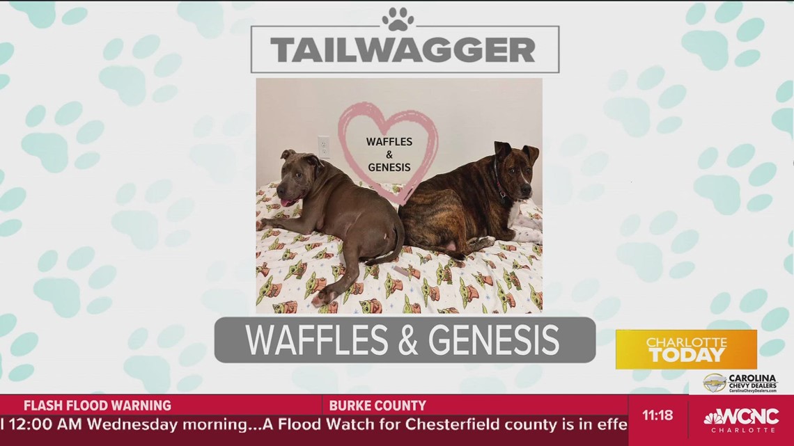 Today's Tailwagger is a bonded pair Waffles and Genesis | wcnc.com