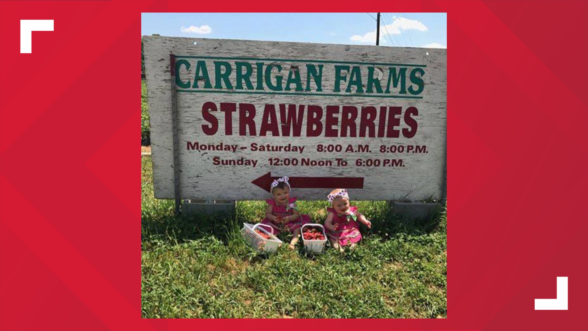 You can pick your own strawberries, asparagus at Carrigan Farms | wcnc.com