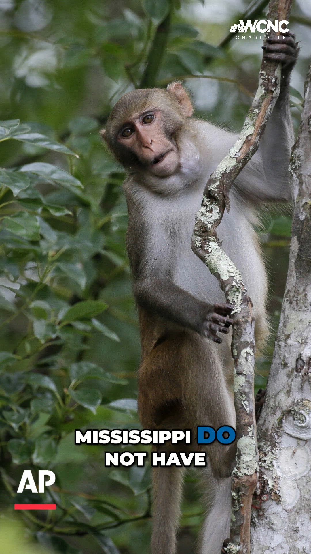 Monkeys loose in Mississippi are not infectious, despite initial ...