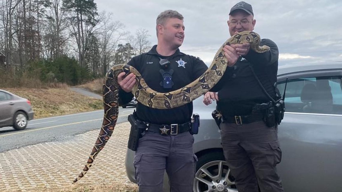 Massive pet boa constrictor removed from owner's car | wcnc.com