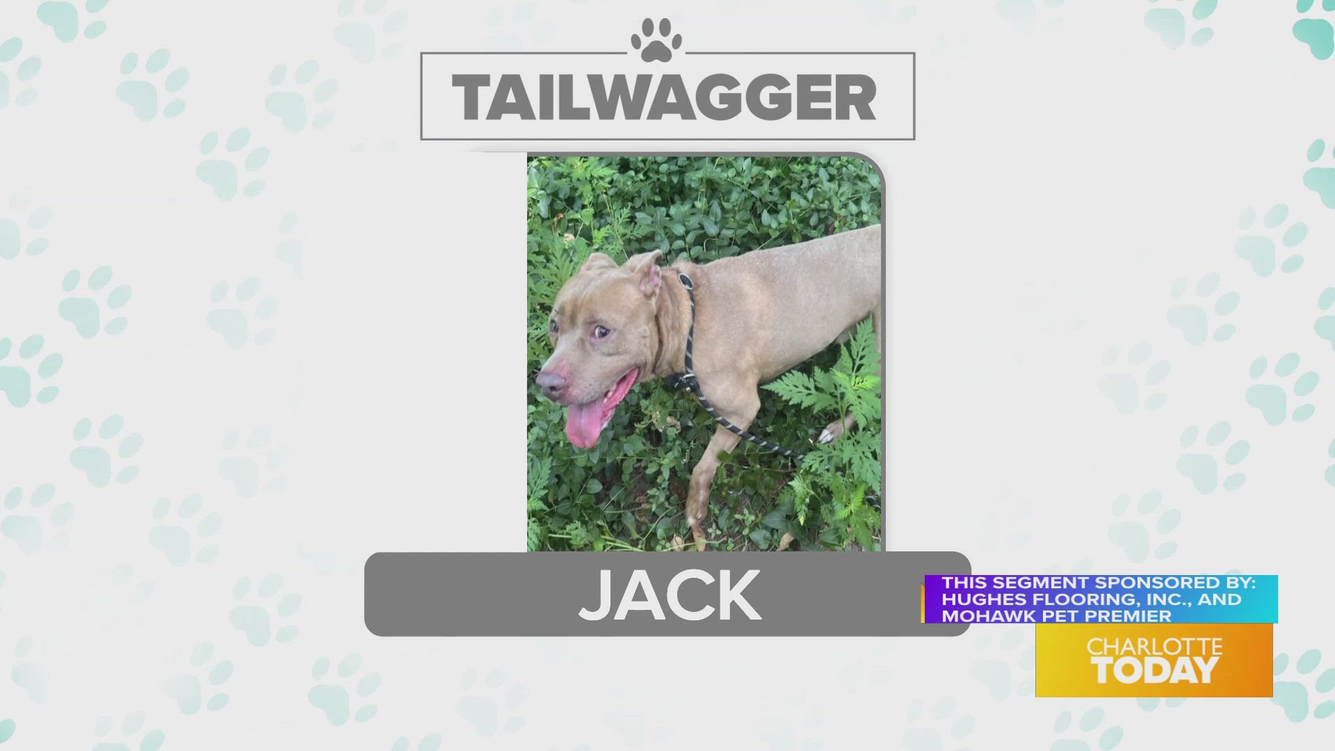 Today's adorable and adoptable tailwagger is Jack! Sponsored by Hughes ...