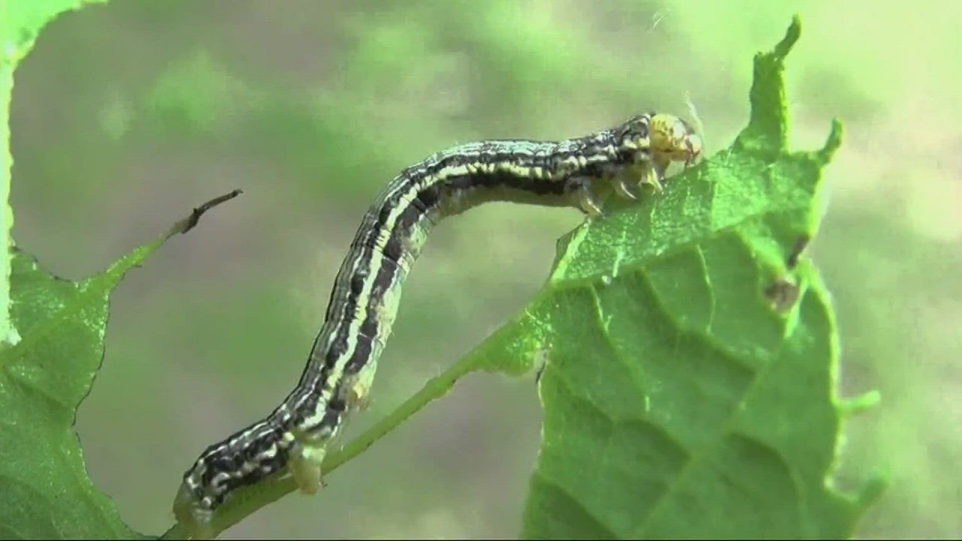Charlotte officials: Prepare now for cankerworms | wcnc.com