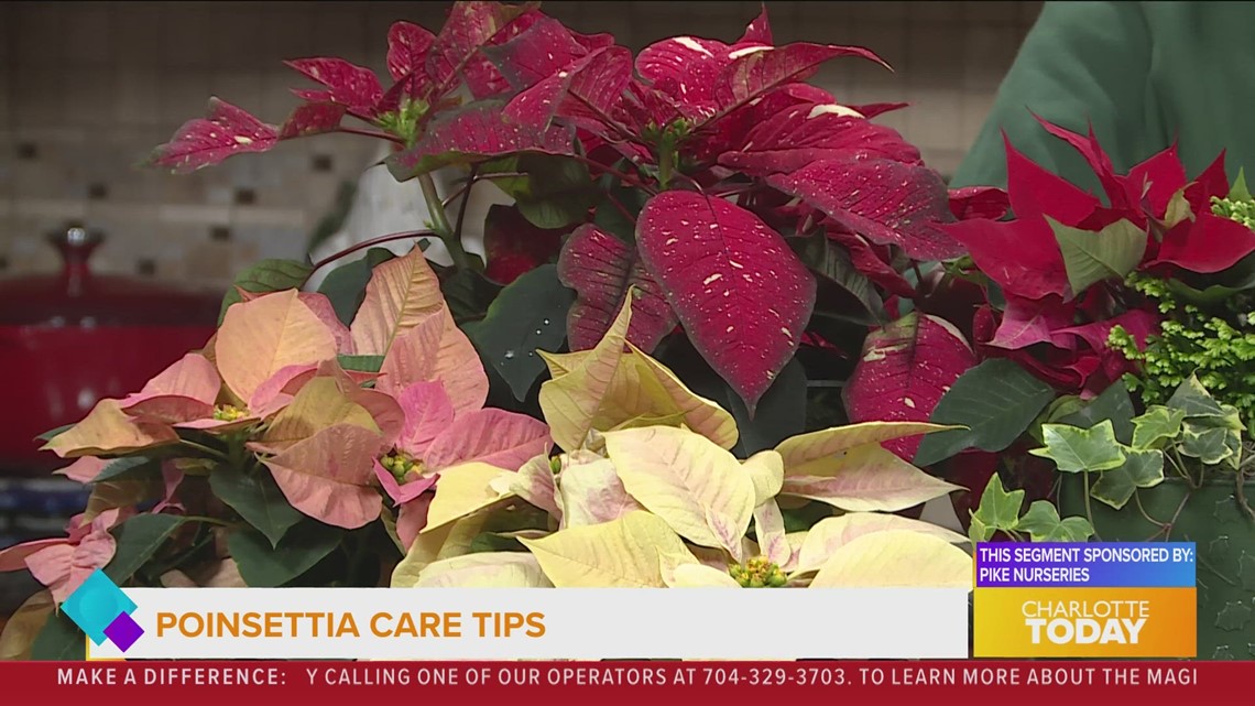 Poinsettias a beautiful plant for the season sponsored by Pike Nursery ...