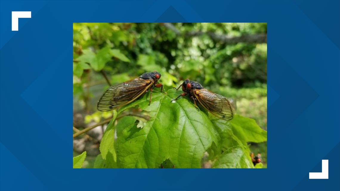 Cicadas underground for 17 years have arrived in NC, more coming | wcnc.com