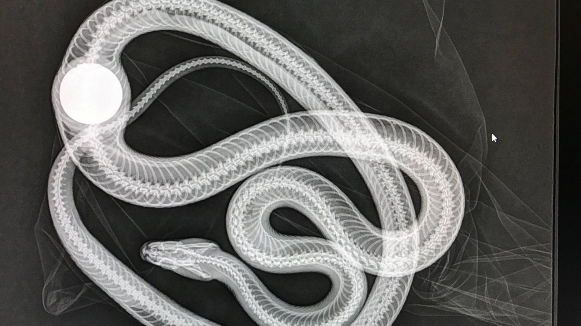 Snake undergoes surgery after swallowing golf ball | wcnc.com
