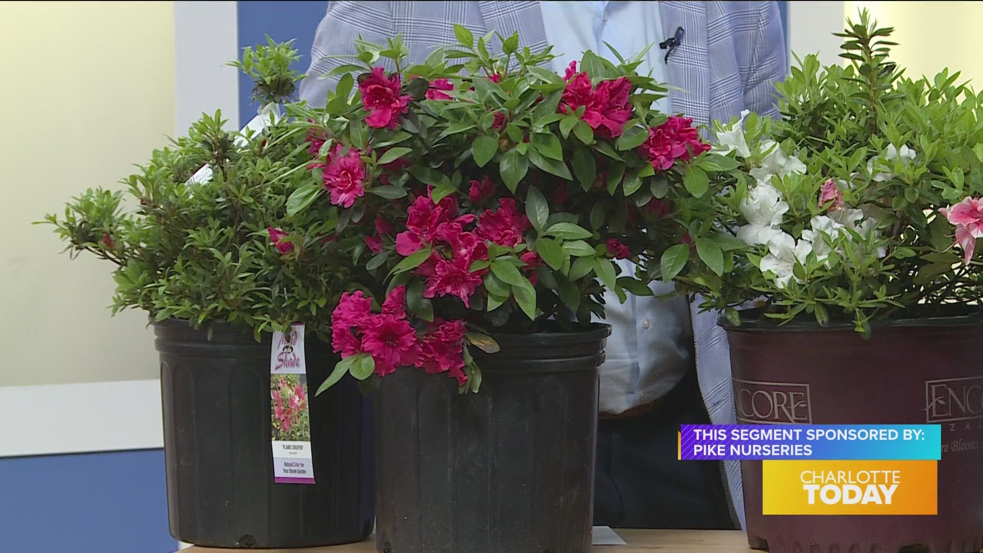 Azaleas in honor of The Masters & to add a punch of color to your ...