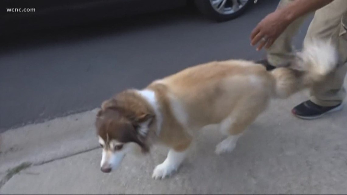 Study: Women prefer dogs to partners | wcnc.com