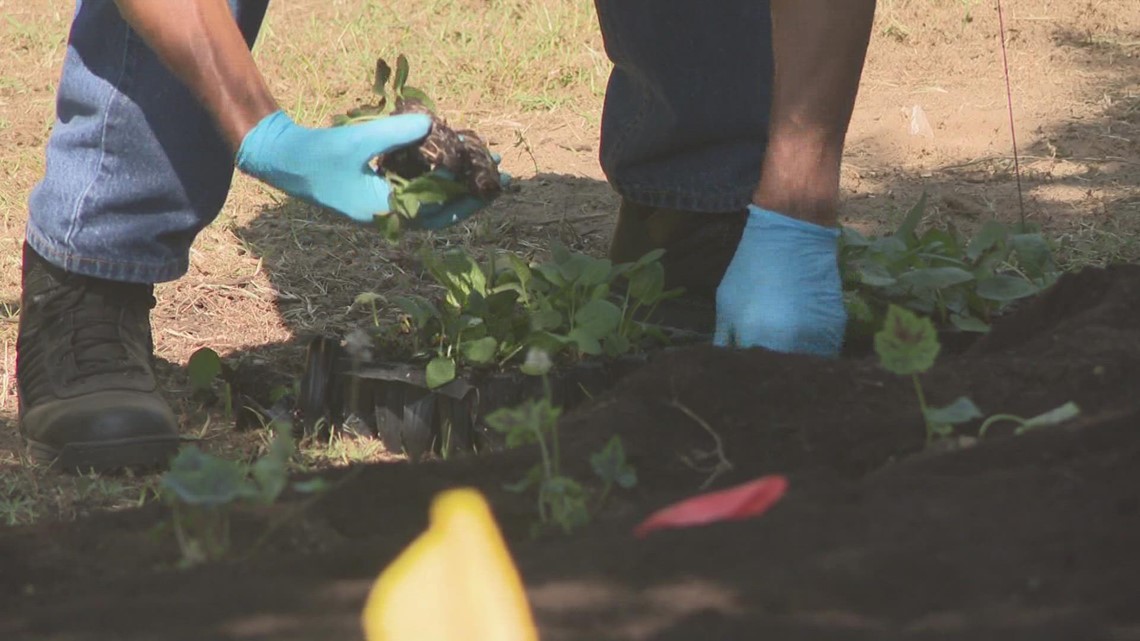 A guide to native and invasive plants in Charlotte | wcnc.com