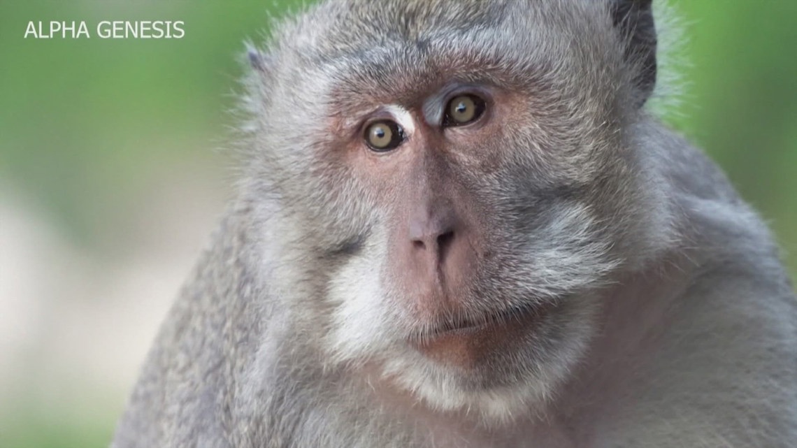 Here's how many monkeys are still on the loose after escaping | wcnc.com