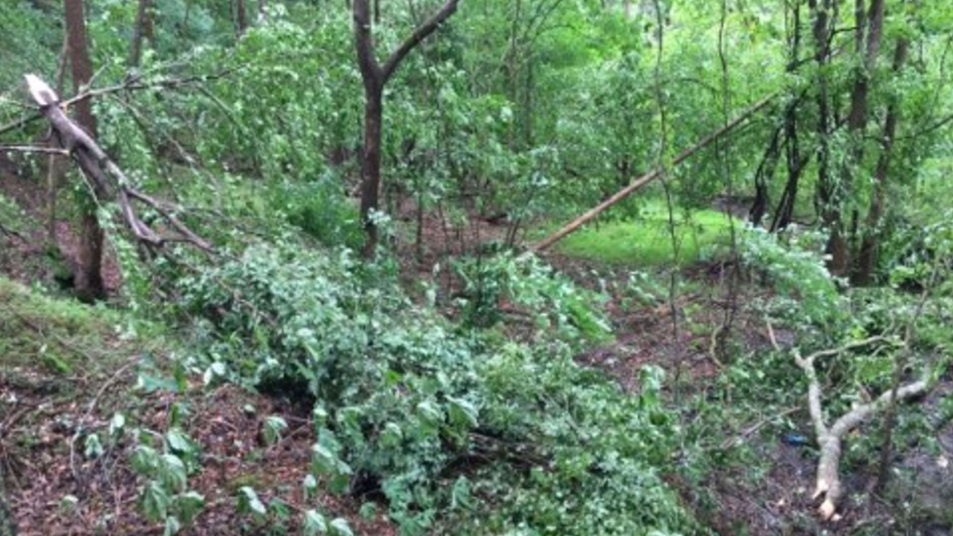 Strong storms take down trees, power lines in east Charlotte, NC | wcnc.com