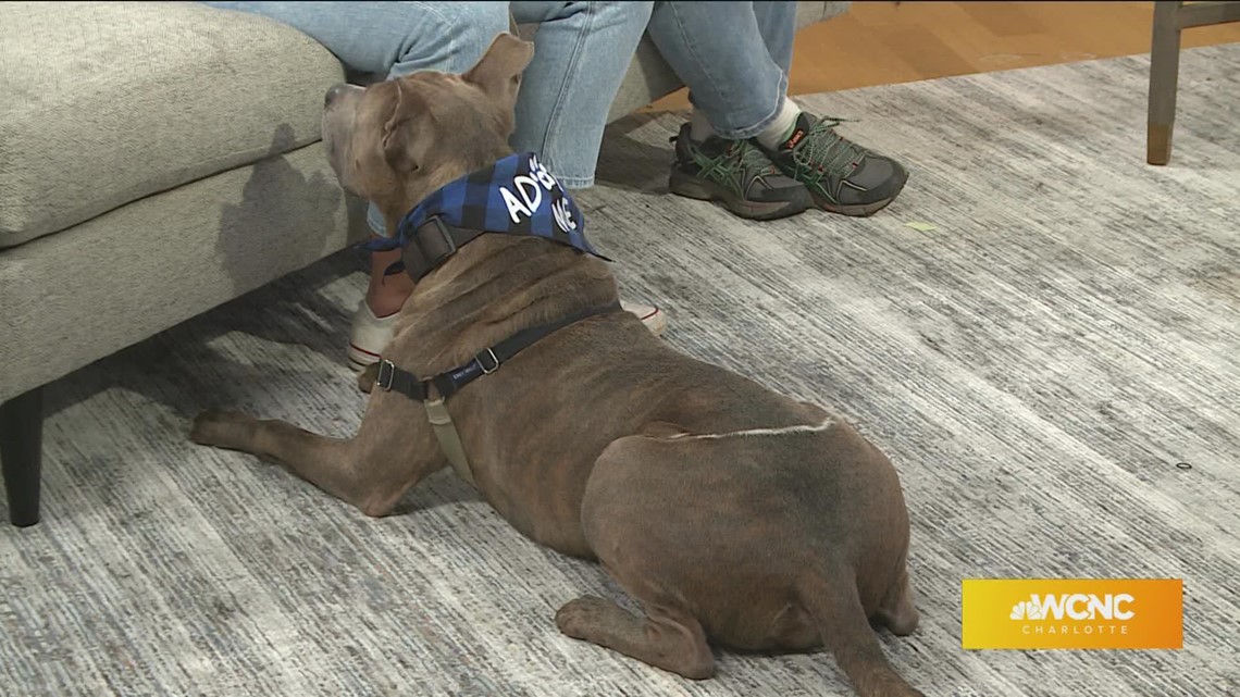 AnimalCity takes in orphaned pets, when their owners pass away | wcnc.com