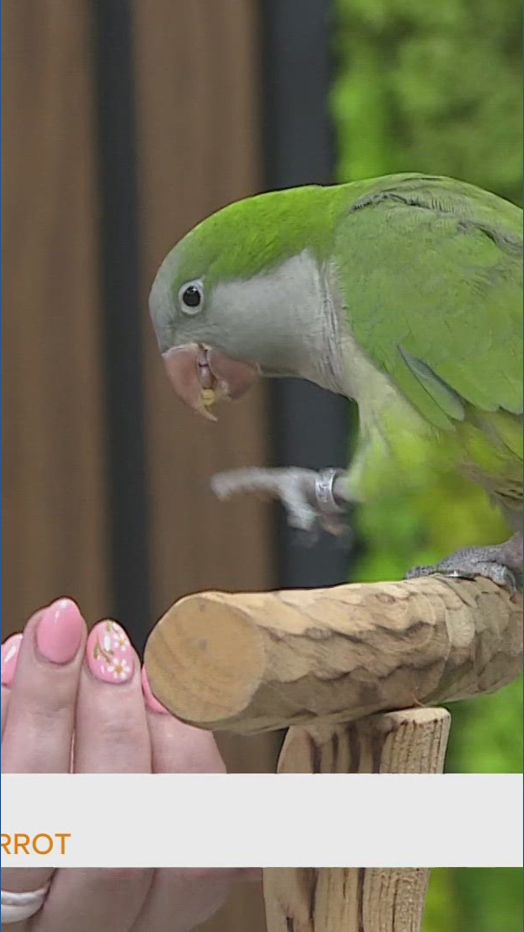 Rescue Ranch critter camp returns for 2026 | wcnc.com