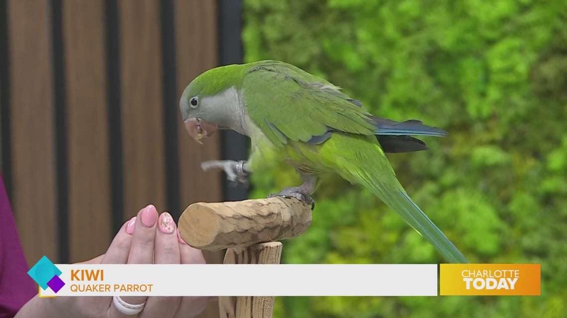 Rescue Ranch critter camp returns for 2026 | wcnc.com