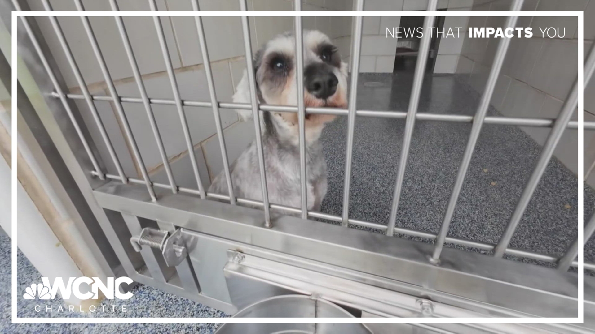 Kennels almost full again at CMPD Animal Care & Control | wcnc.com