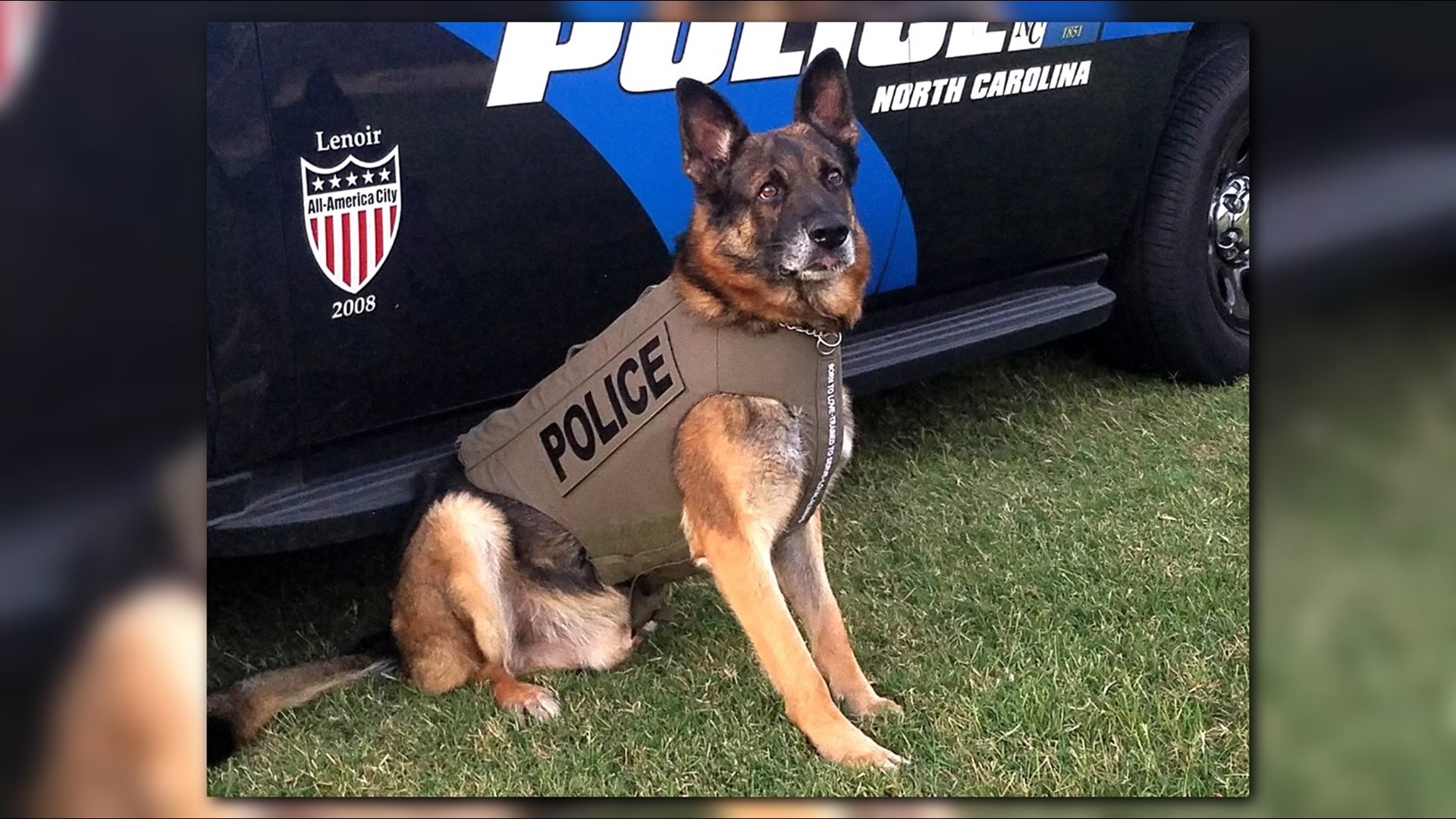 PHOTOS: Local police K9 receive protective vests | wcnc.com