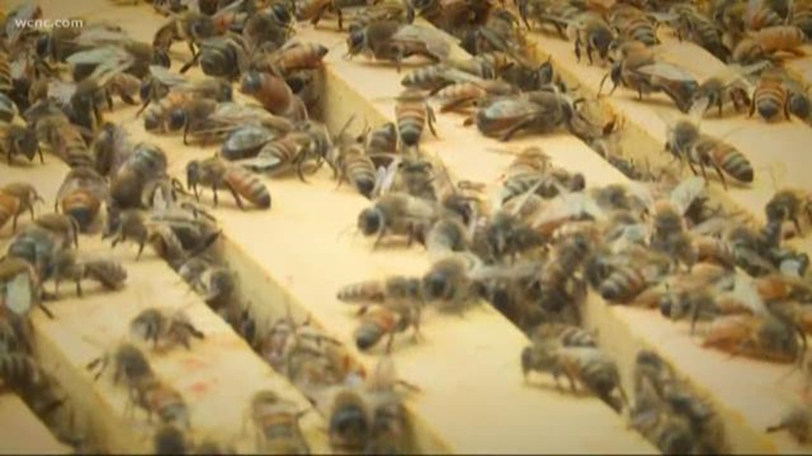 3 things you need to know ahead of swarm season | wcnc.com