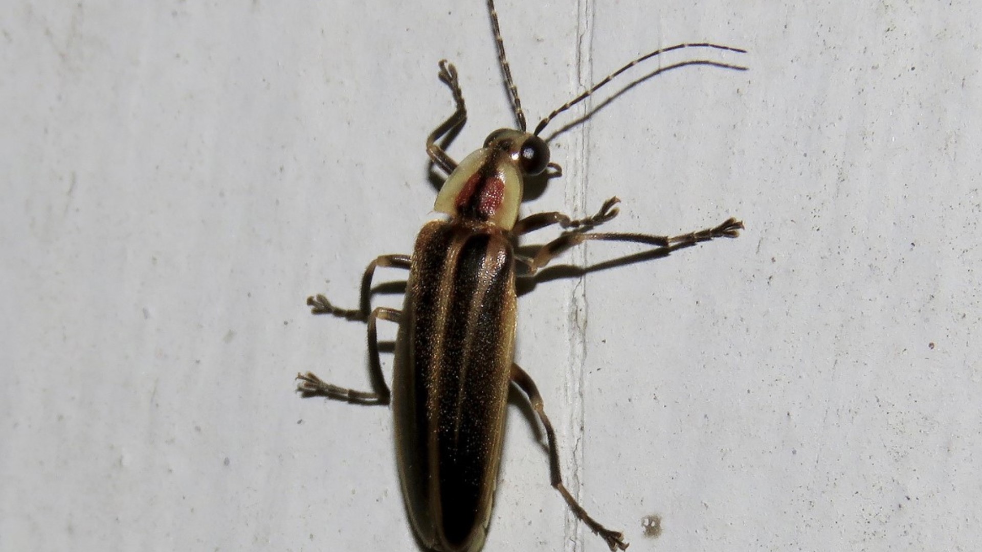 Fireflies on Grandfather Mountain | wcnc.com