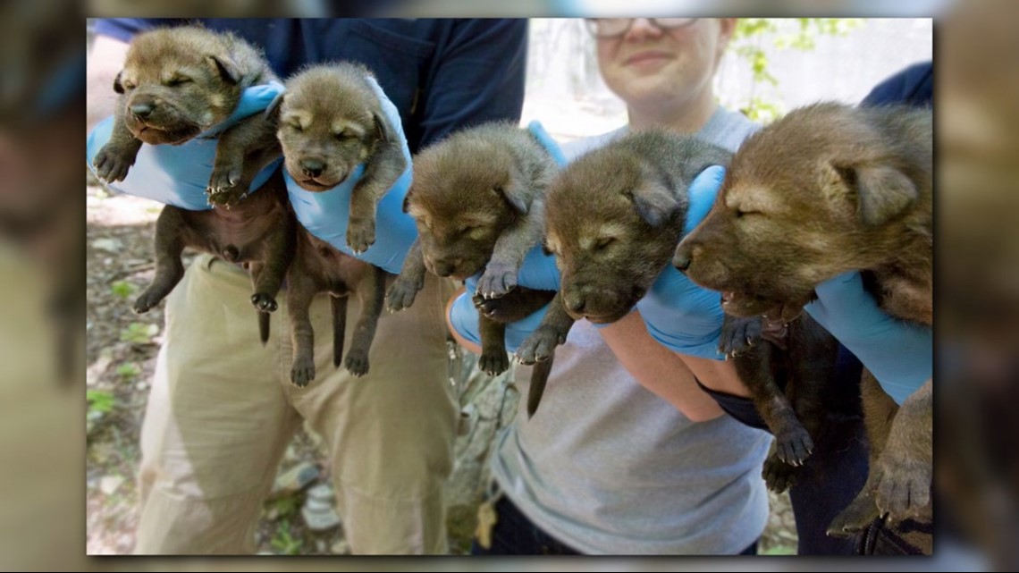 Howl cute! North Carolina Zoo welcomes 5 endangered American Wolf pups ...